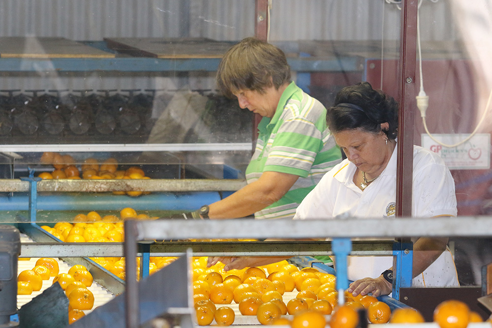 Margram Farms packing shed photo gallery | Margram Citrus